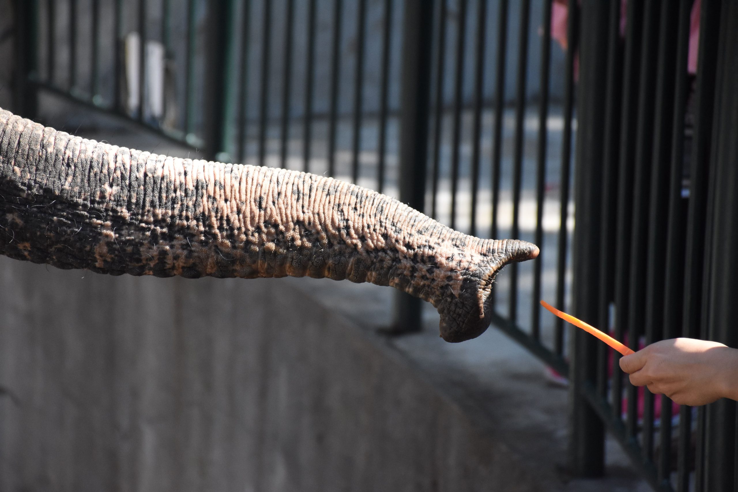 Prepuzio esuberante e fimosi: ecco la soluzione | Phimostop